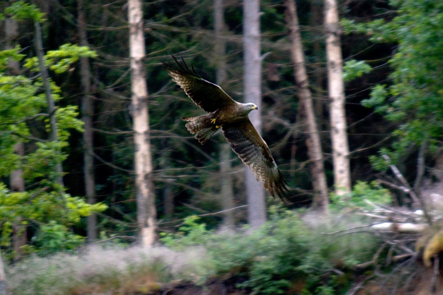 LE MILAN NOIR (Milvus migrans) – Zad d'Arlon